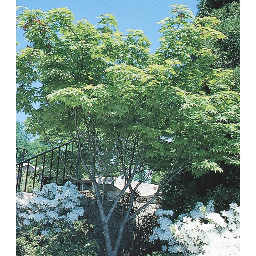 1.6 -Gallon Feature tree Assorted Upright Japanese Maple In pot (with ...