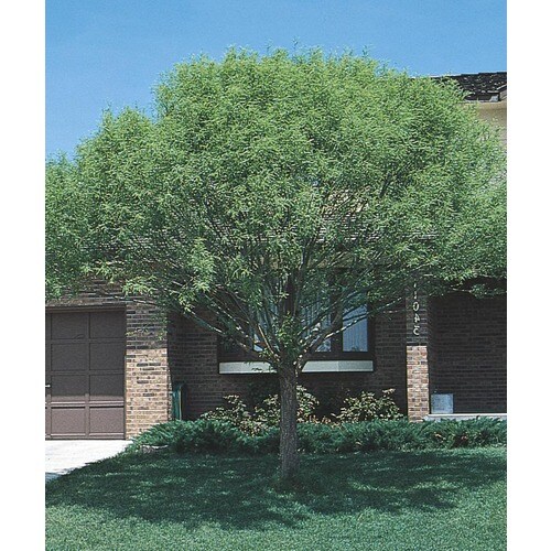 13.35-Gallon Globe Willow Shade Tree in Pot (L1412) in the Trees ...