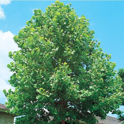 5.5-Gallon Sycamore Shade Tree in Pot (With Soil) (L1049) at Lowes.com
