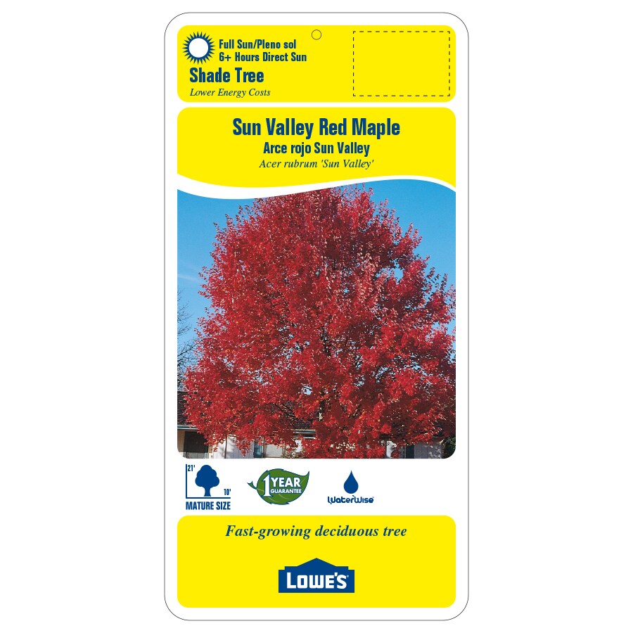 Lowe's -Gallon Red Shade Sun Valley Red Maple In pot (with soil) in the ...