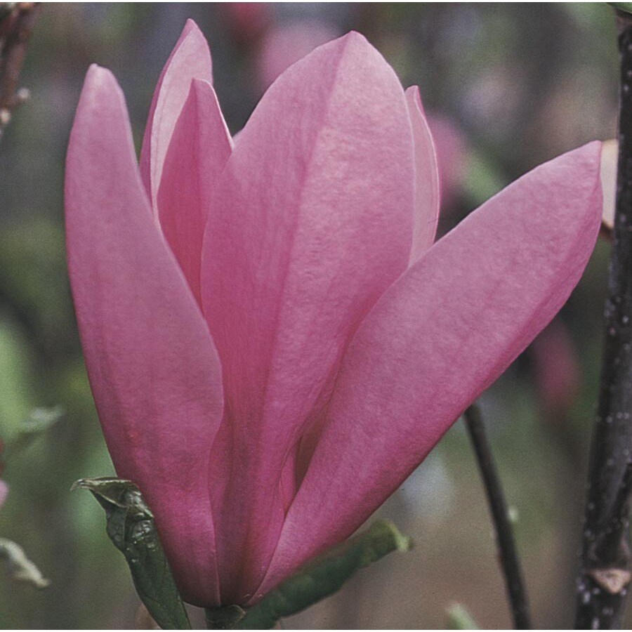 3.74-Gallon Multicolor Jane Magnolia Flowering Tree in Pot (With Soil ...