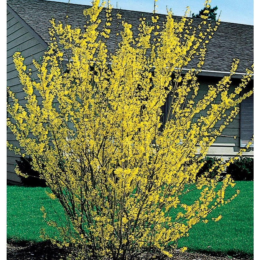 Yellow Forsythia Flowering Shrub in Pot (With Soil) (L3184) at Lowes.com