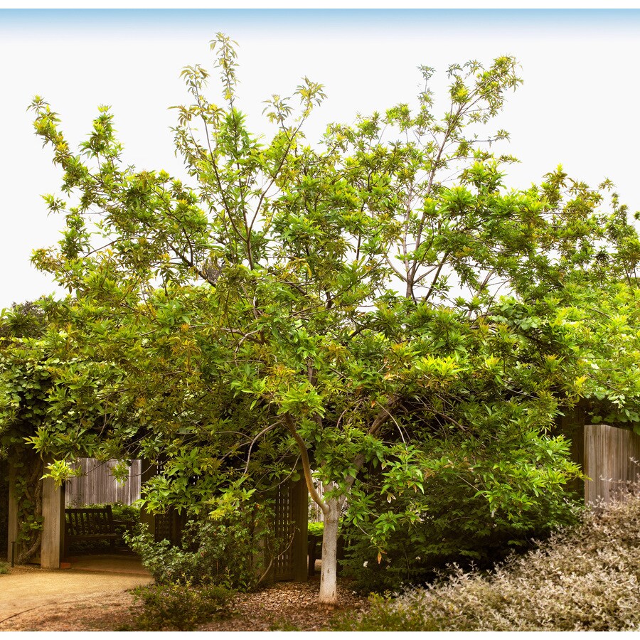 10.25-Gallon Fan-tex Ash Shade Tree in Pot (L1051) in the Trees ...