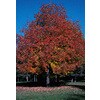 6-Gallon Sugar Maple Shade Tree in Pot (With Soil) (L1066) at Lowes.com