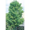 6-Gallon Sugar Maple Shade Tree in Pot (With Soil) (L1066) at Lowes.com