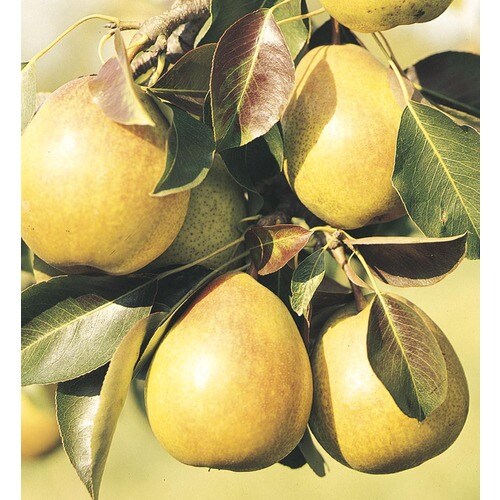 Pyrus Communis 'Moonglow' Semi-dwarf Tree (L4569) in the Fruit Plants ...