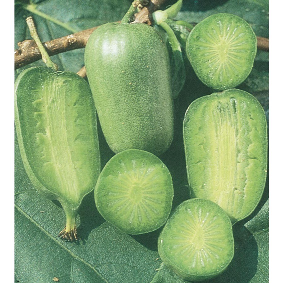 Actinidia Arguta (Female) (L11230) at Lowes.com
