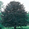 10.25-Gallon White Rivers Purple Beech Feature Tree in Pot (With Soil ...