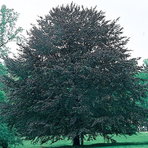 10.25-Gallon White Rivers Purple Beech Feature Tree in Pot (L6872) in ...