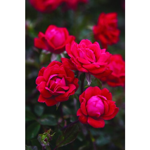 6-Gallon Pot Red Double Knock Out Rose at Lowes.com