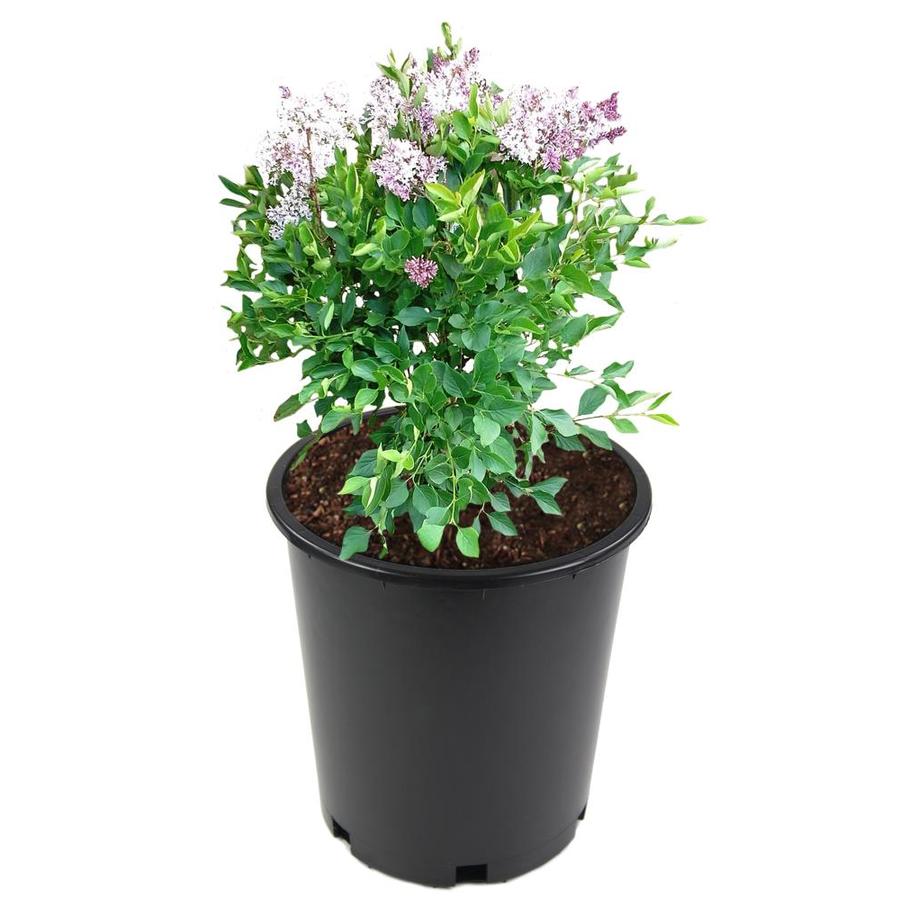 2.5-Quart Multicolor Lilac Flowering Shrub in Pot (L11994) at Lowes.com