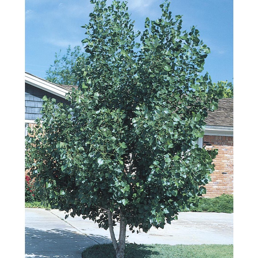 3.74-Gallon Quaking Aspen Clump Shade Tree in Pot (With Soil) (L11832 ...