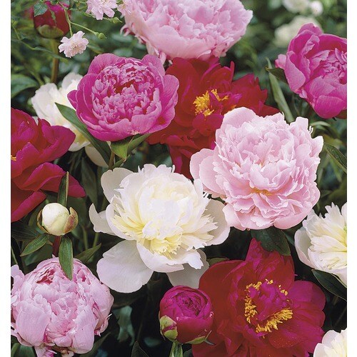 Monrovia 1.5-Gallon Potted Peony (LB16167) at Lowes.com