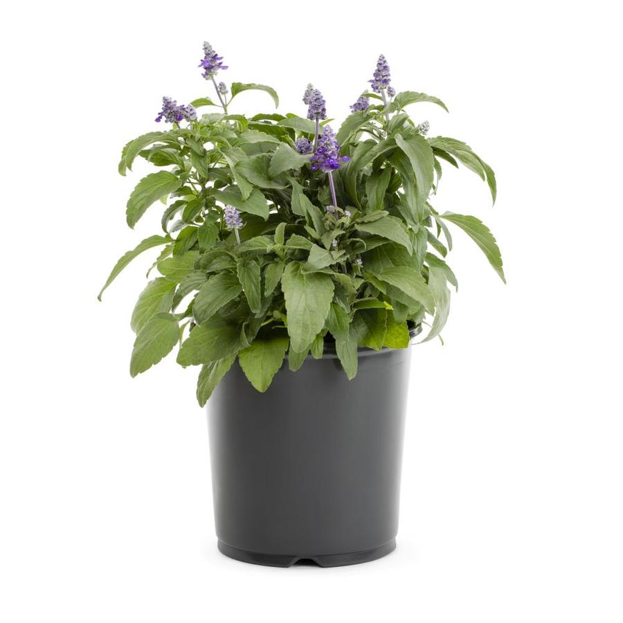 1-Gallon Multicolor Salvia in Pot (L17608) at Lowes.com