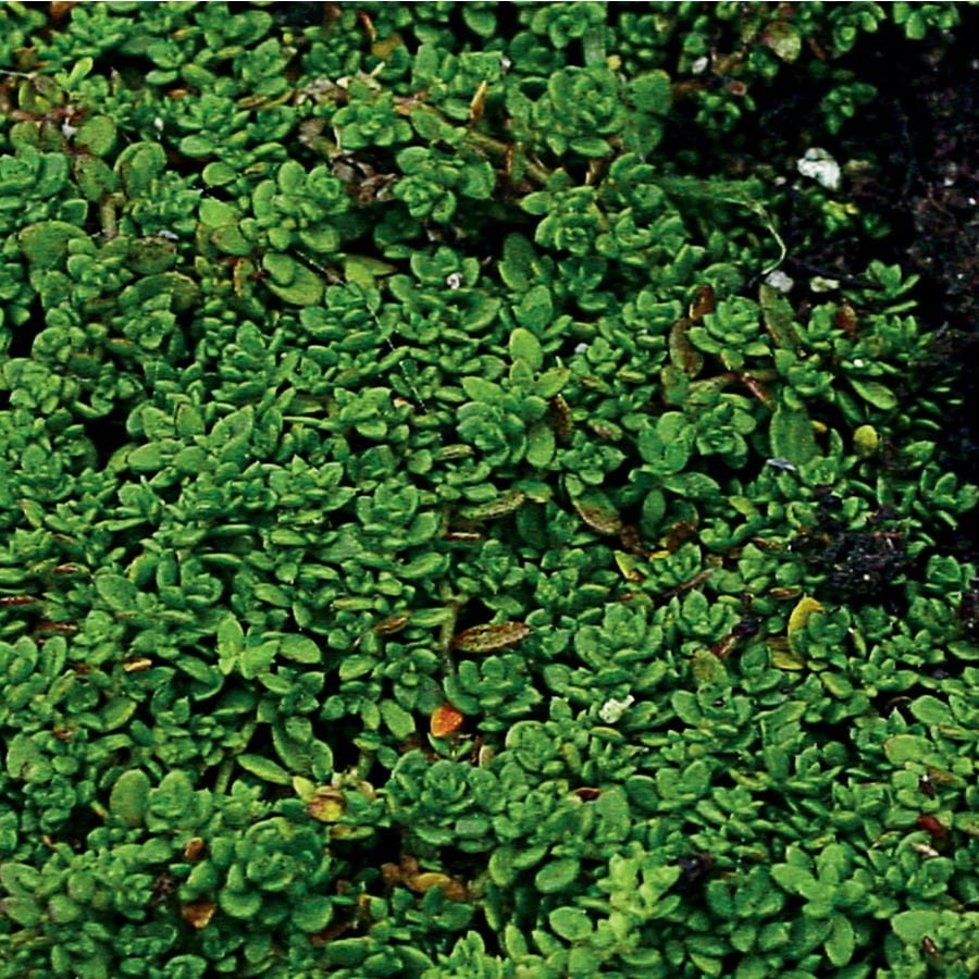 Lowe's -Quart Green Green Carpet in the Perennials department at Lowes.com