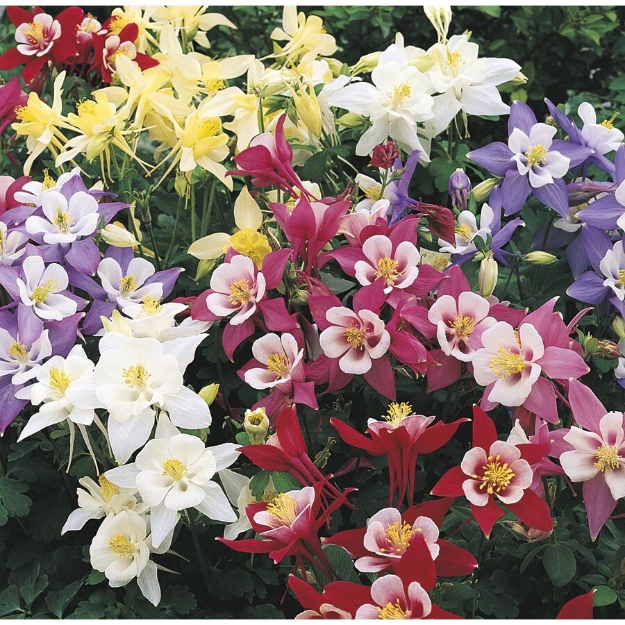 Lowe's Multicolor Columbine Plant in 1 -Quart Pot in the Perennials ...