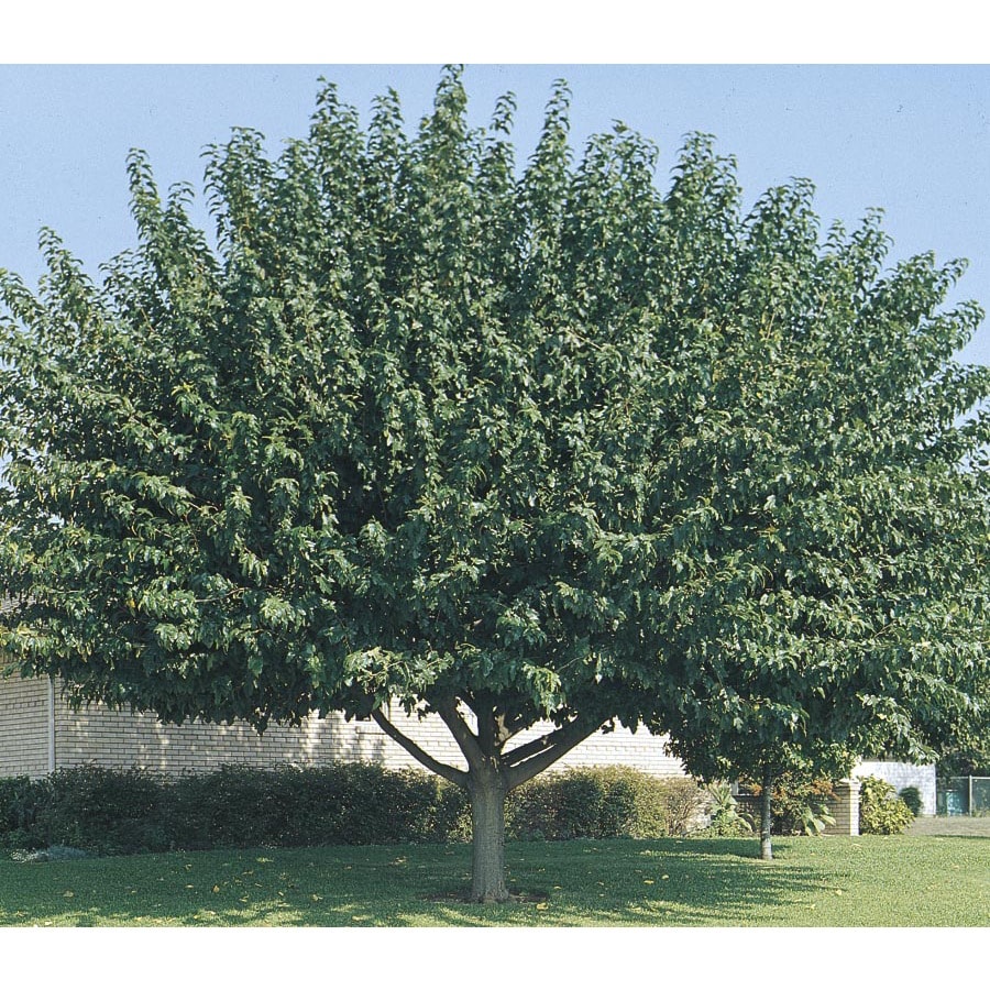 28.5-Gallon Fruitless Mulberry Shade Tree (L3600) at Lowes.com