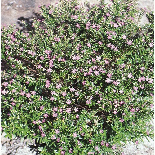 3-Gallon Purple Mexican Heather (L7071) in the Annuals department at ...