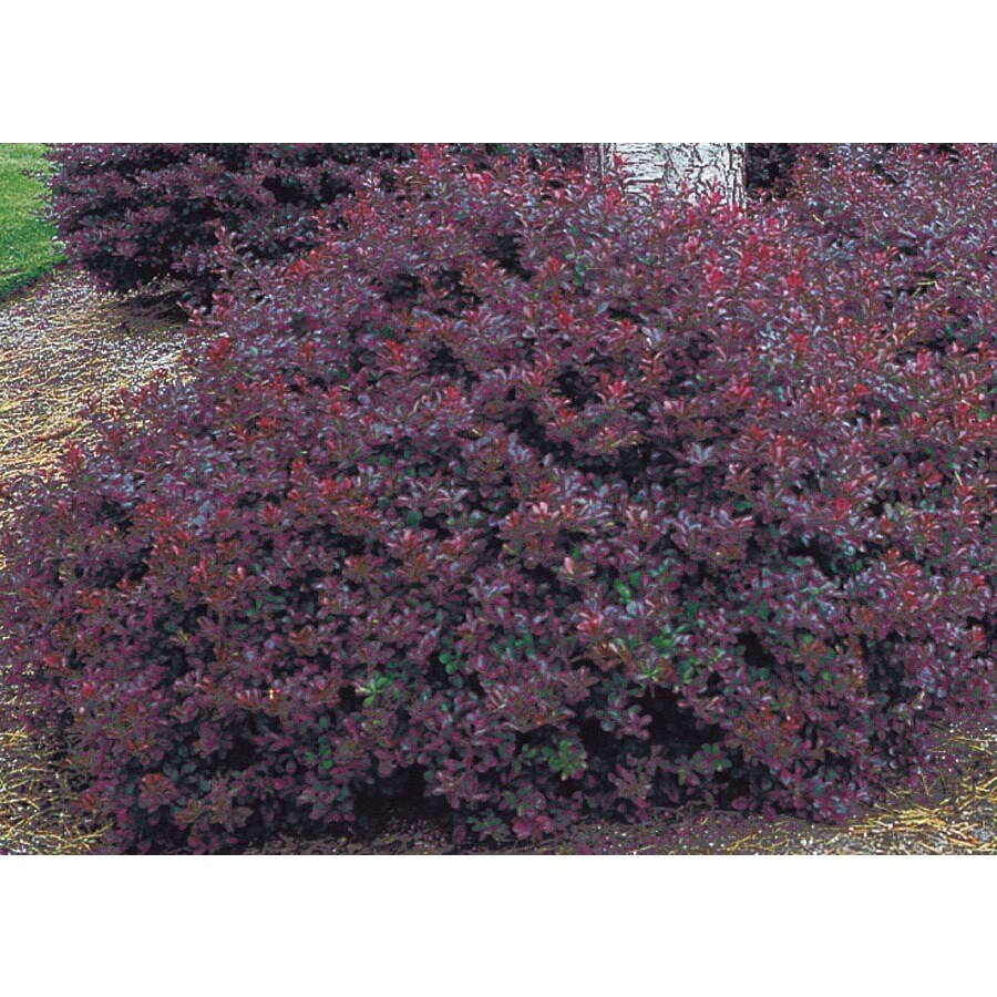 Crimson Pygmy Barberry Accent Shrub in Pot (With Soil) (L10821) at ...