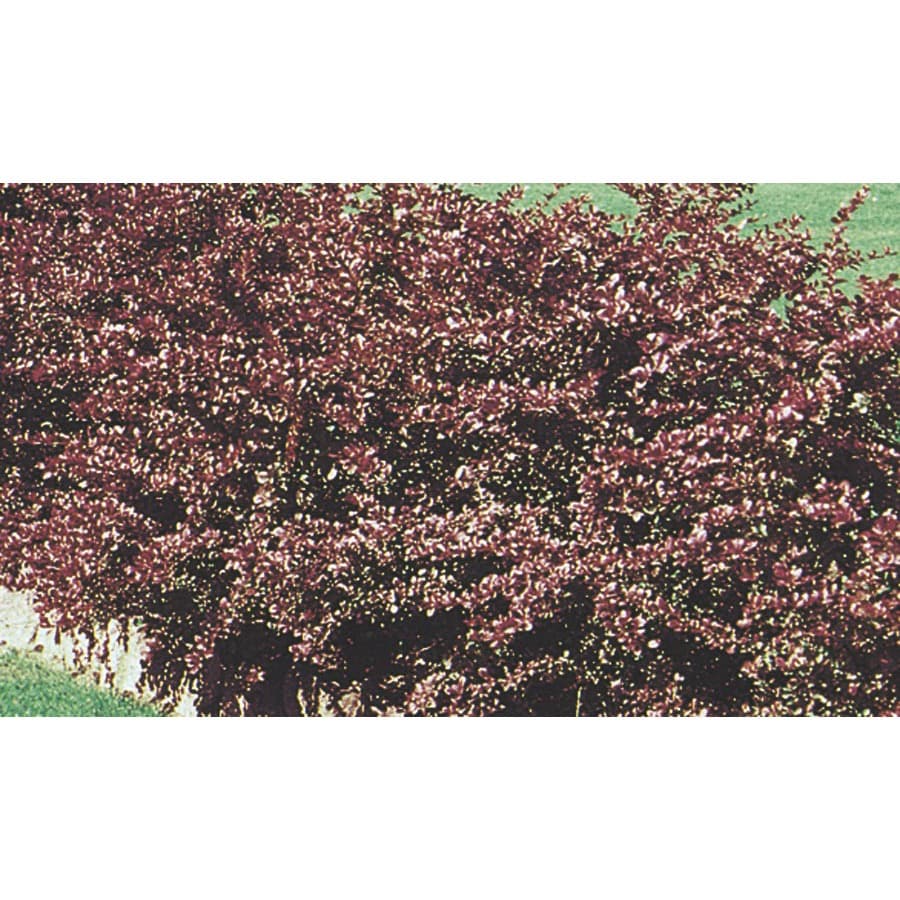 Red Leaf Barberry Accent Shrub in Pot (With Soil) (L7475) at Lowes.com