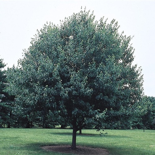 10.25-Gallon Red Sunset Maple Shade Tree in Pot (With Soil) (L1129) at ...