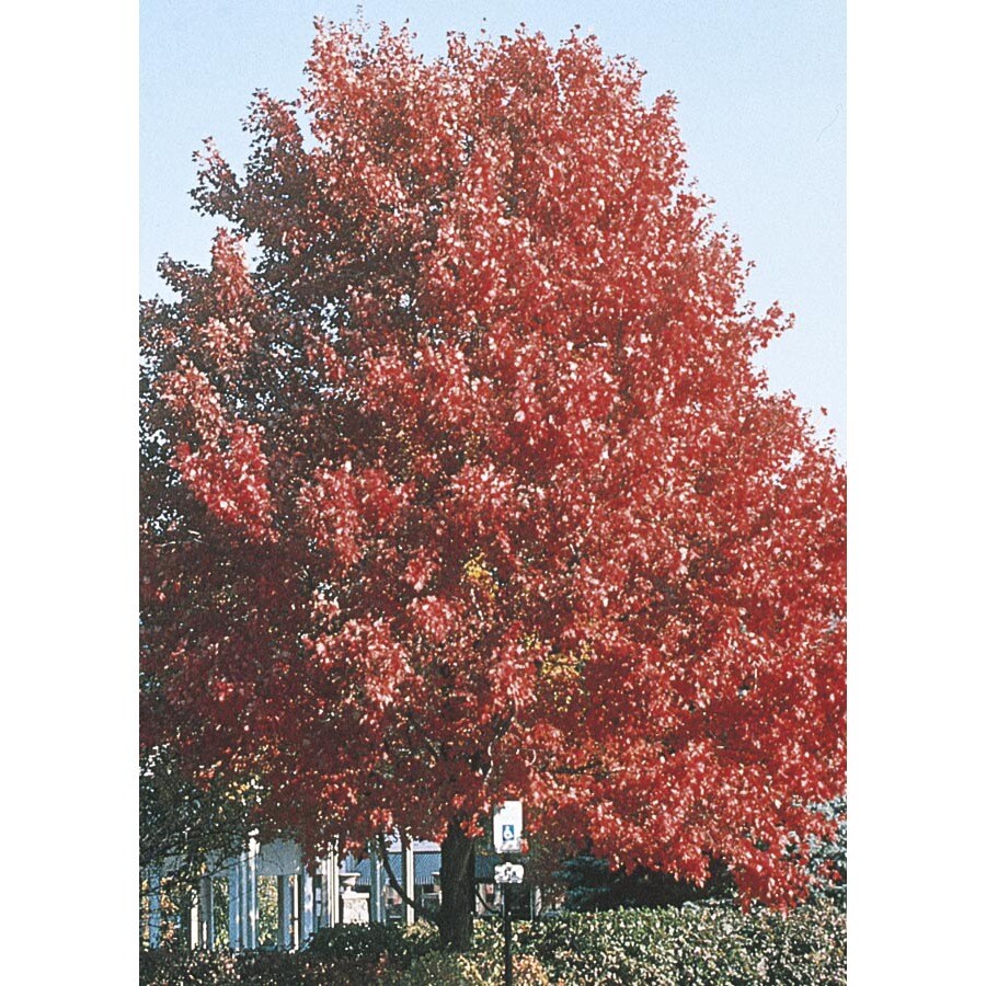 10.25-Gallon Red October Glory Maple Shade Tree (L3171) at Lowes.com