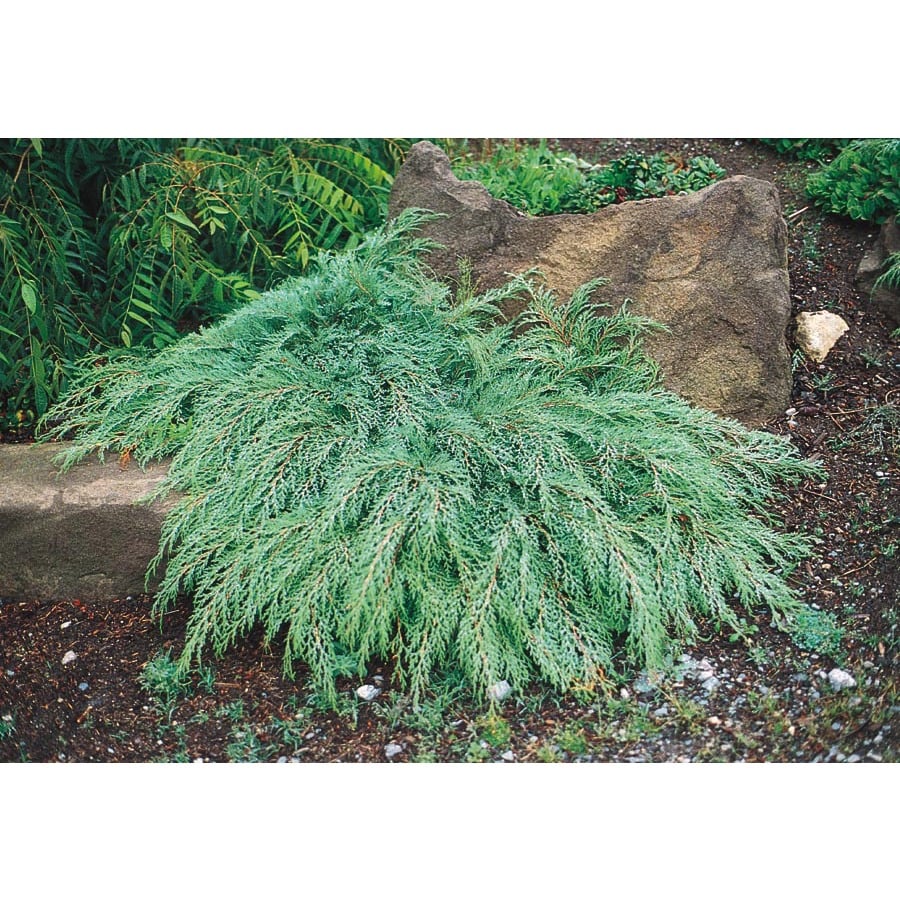 Russian Cypress Accent Shrub in Pot (With Soil) (L14241) at Lowes.com