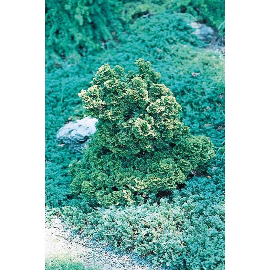 3.25-Gallon Compact Bronze Hinoki Cypress Feature Shrub in Pot (L6295 ...