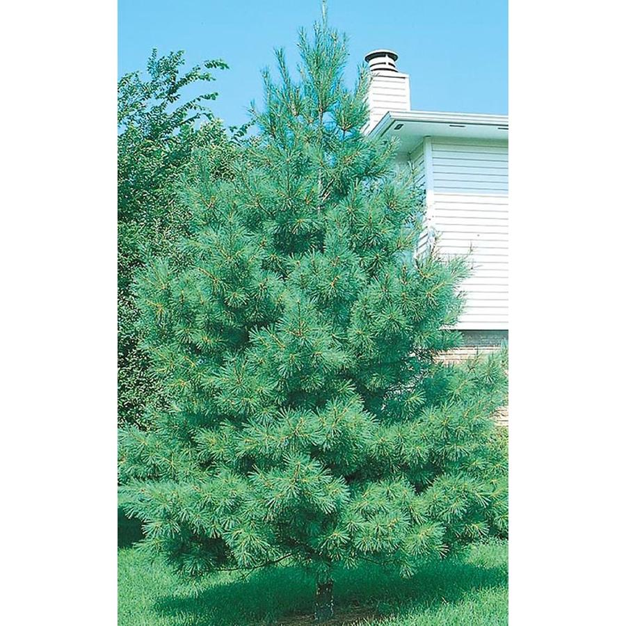 10.25-Gallon Eastern White Pine Screening Tree in Pot (With Soil ...