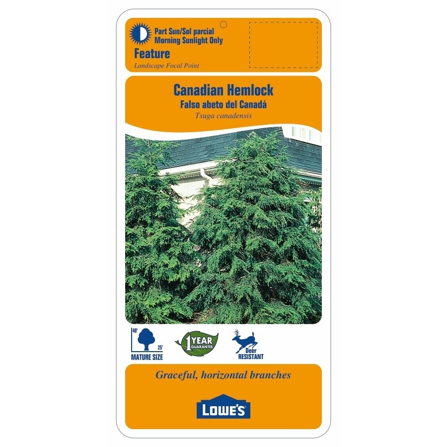 2.58-Gallon Canadian Hemlock Feature Tree in Pot (With Soil) (L1242) at ...