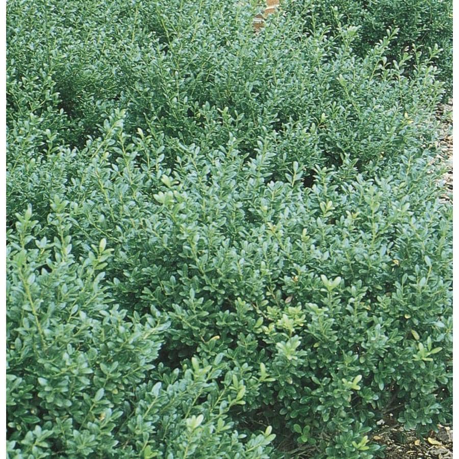 2.58-Gallon Compact Japanese Holly Foundation/Hedge Shrub in Pot (L5284 ...