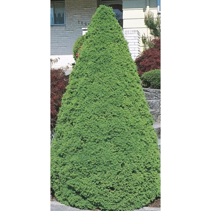 2.58-Gallon Dwarf Alberta Spruce Feature Shrub in Pot (L8449) in the ...