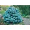 2.58-Gallon Colorado Blue Spruce Globe Feature Tree in Pot (With Soil ...