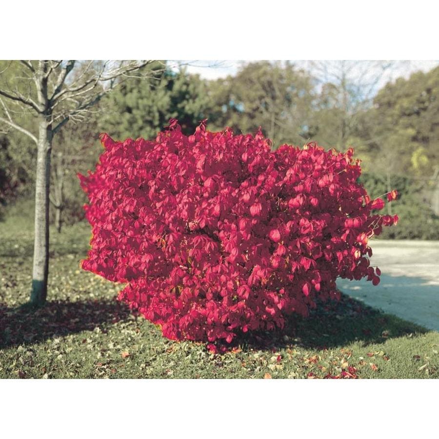 2.87-Quart Burning Bush Foundation/Hedge Shrub in Pot (L1008) at Lowes.com
