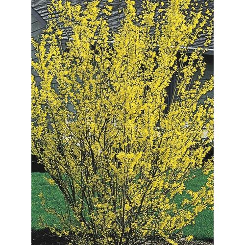 3.58-Gallon Yellow Forsythia Flowering Shrub in Pot (L3184) in the ...