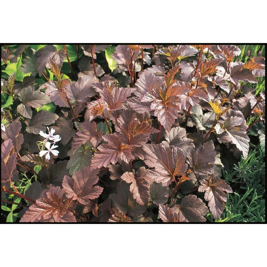 3.58-Gallon White Diablo Purple-Leaved Ninebark Accent Shrub in Pot ...
