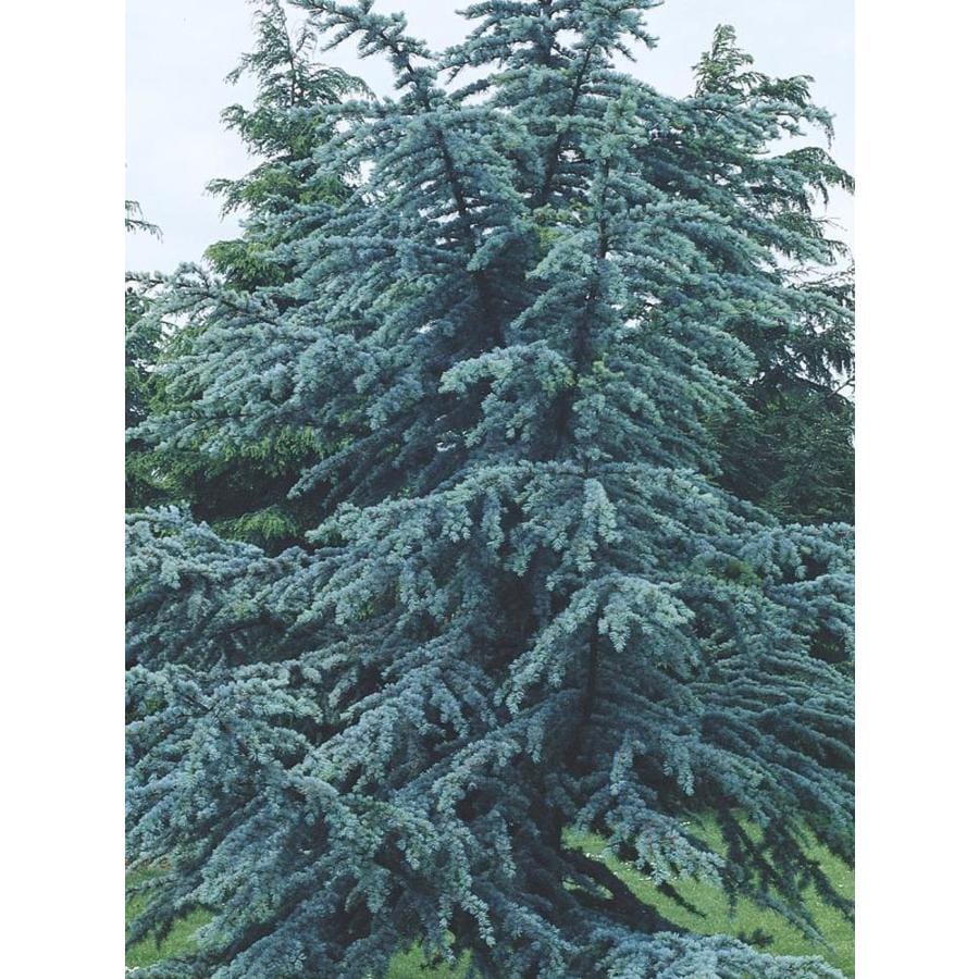 9.16-Gallon Blue Atlas Cedar Feature Tree in Pot (With Soil) (L4673) at ...