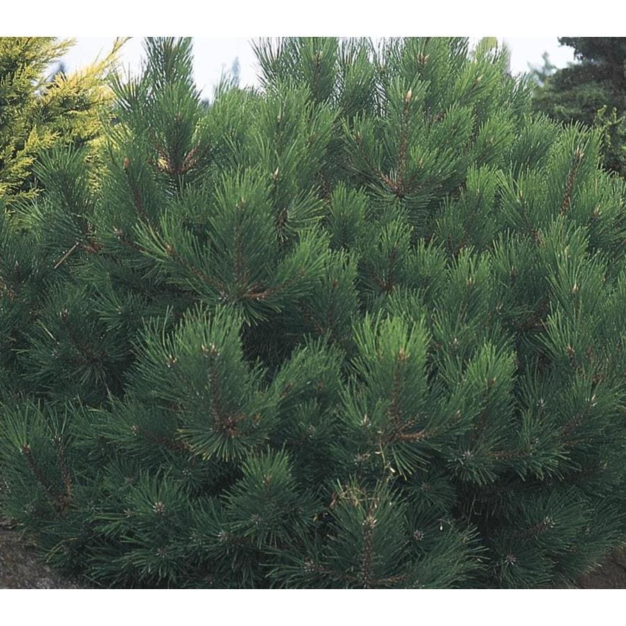 7.15-Gallon Oregon Green Austrian Pine Feature Tree in Pot (With Soil ...