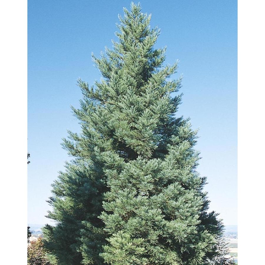 12.33-Gallon Giant Sequoia Feature Tree in Pot (With Soil) (L23064) at ...