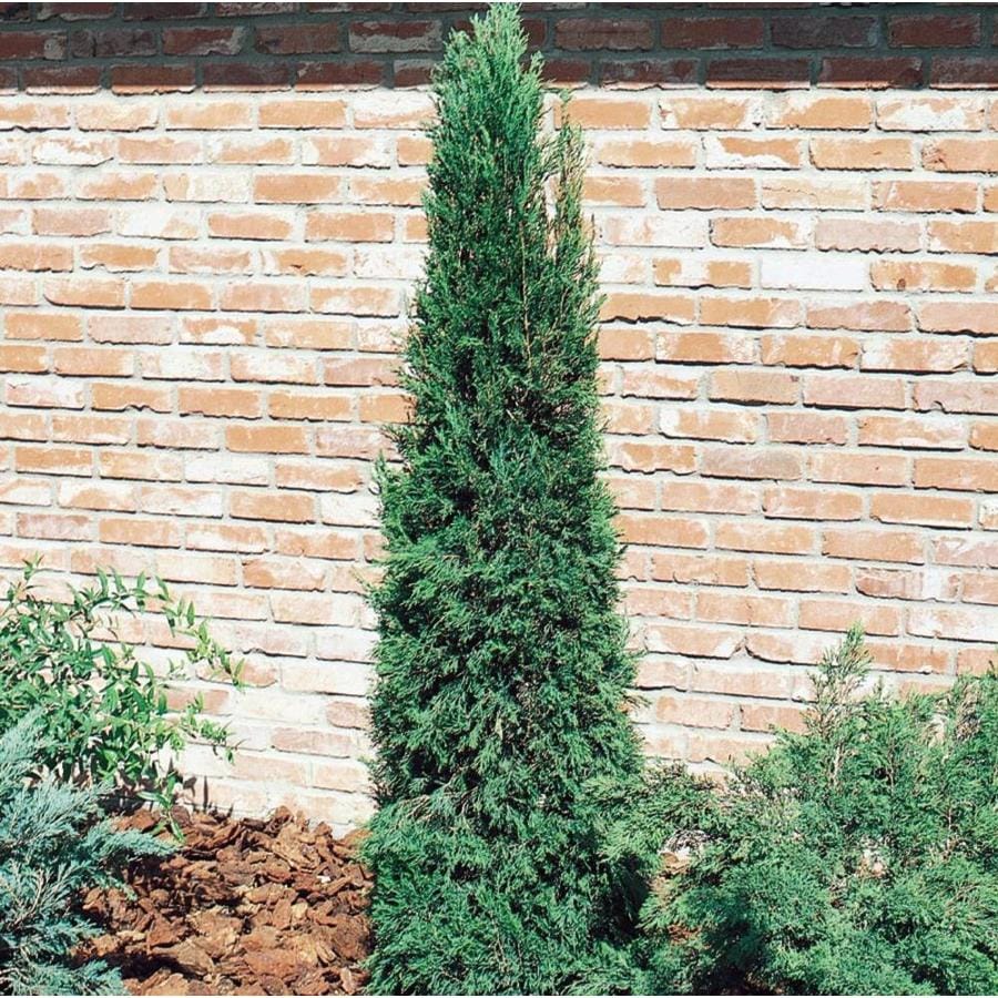 3.58-Gallon Spartan Juniper Feature Shrub in Pot (L4735) at Lowes.com