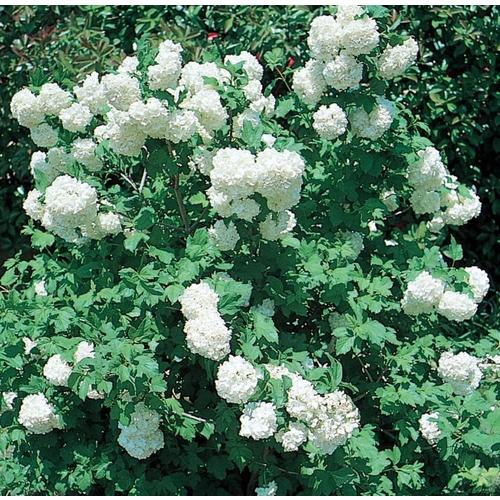 2.87-Quart White Common Snowball Viburnum Flowering Shrub in Pot (L5960 ...