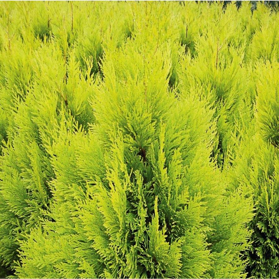 2.58-Gallon Goldy Arborvitae Feature Shrub in Pot (L21565) at Lowes.com