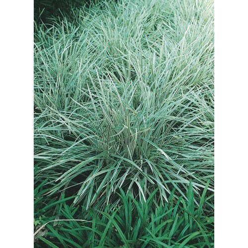 3-Quart Aztec Grass in Pot (L14234) at Lowes.com