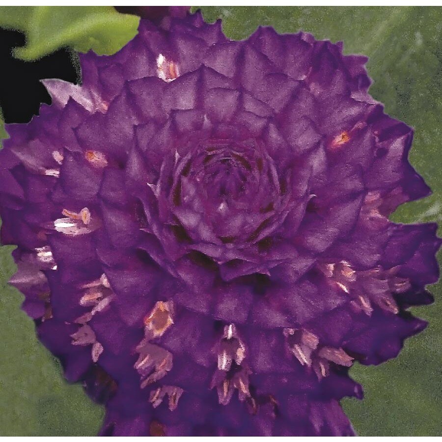2.5-Quart Purple Buddy Purple Gomphrena in Pot (Ltss037) in the Annuals ...