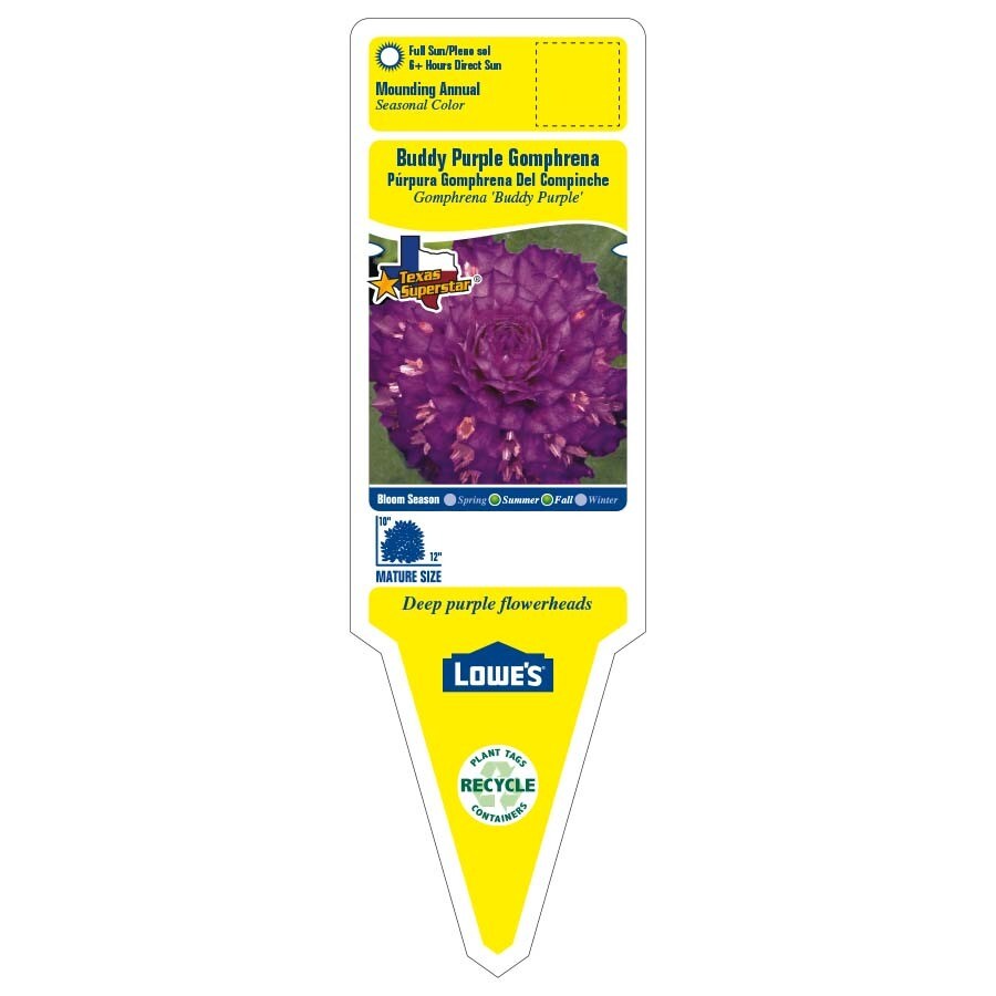 2.5-Quart Purple Buddy Purple Gomphrena in Pot (Ltss037) in the Annuals ...