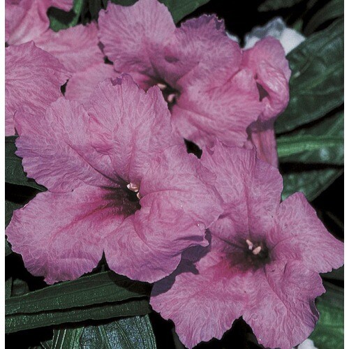 2.5-Quart in Dwarf Mexican Petunia (Ltss006) in the Perennials ...