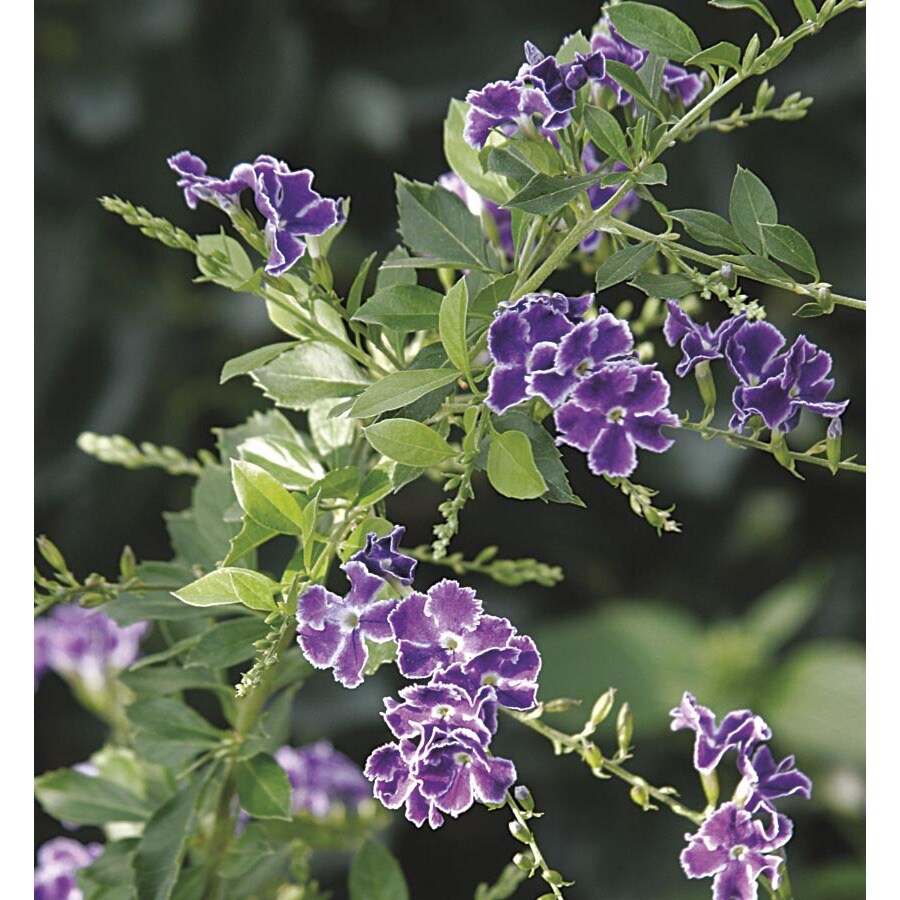 2.5-Quart Brazilian Sky Flower (LTSS010) at Lowes.com