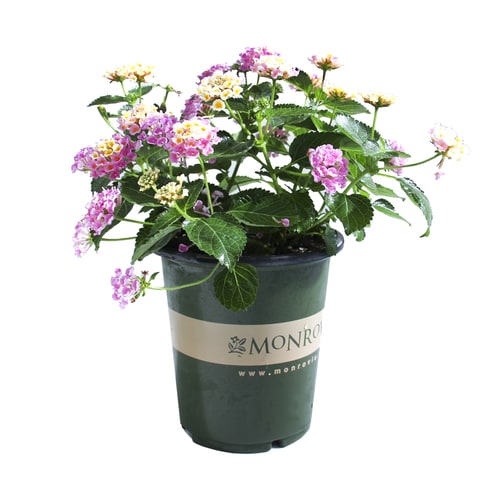 Monrovia 1-Gallon in Pot Lantana at Lowes.com Monrovia 1-Gallon in Pot Lantana at Lowes.com