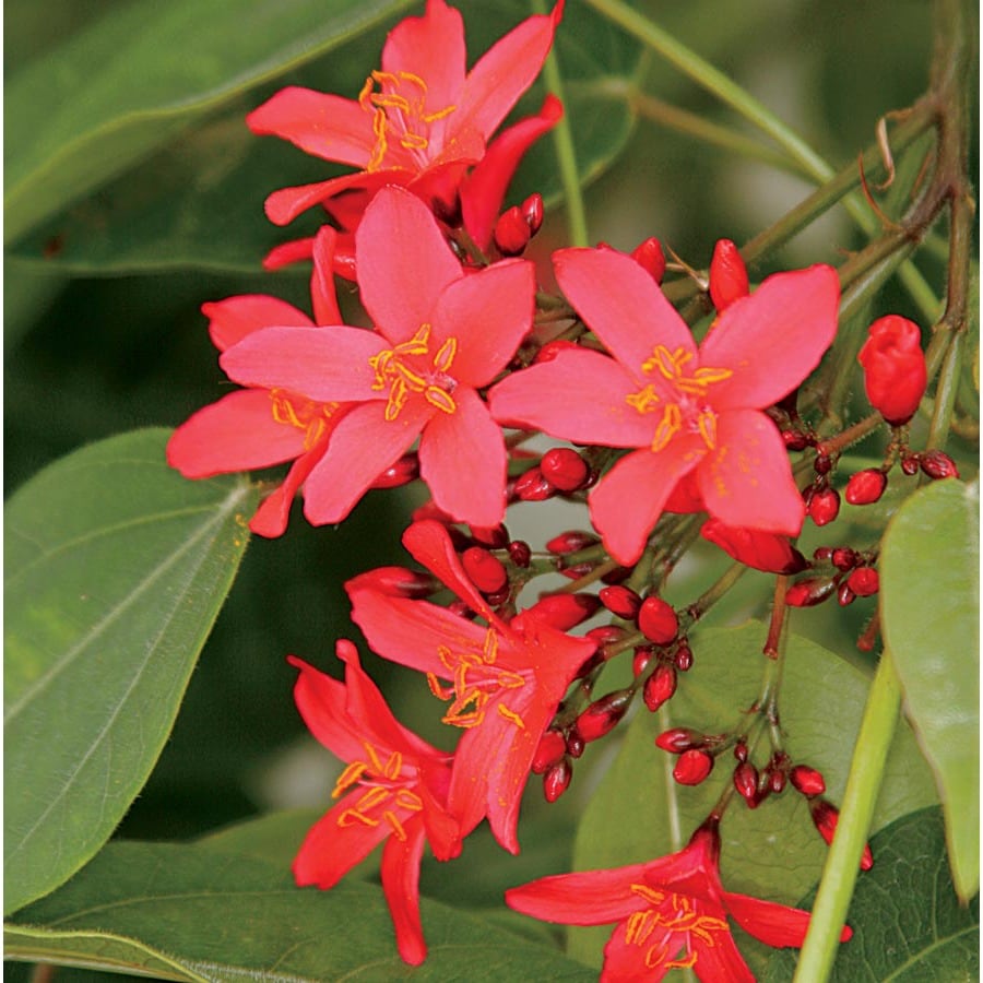 Red Firecracker Jatropha Flowering Shrub in Pot (With Soil) (LTSS049 ...