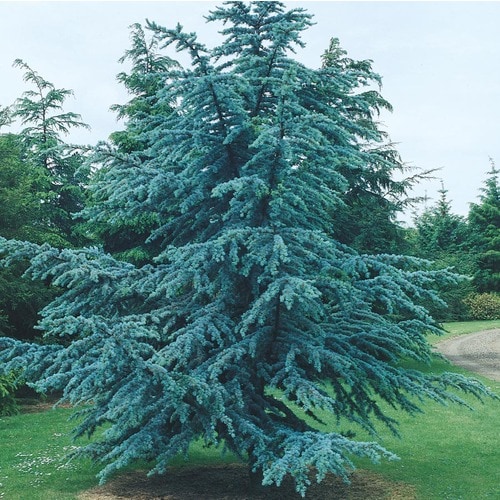 9.64-Gallon Horstmann Blue Atlas Cedar Feature Tree in Pot (With Soil ...